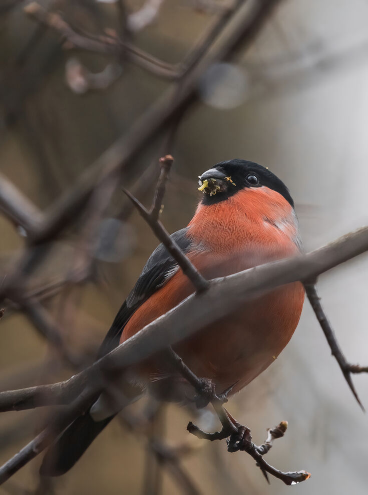An Autumn ramble to Lud's Church | Staffordshire Wildlife Trust